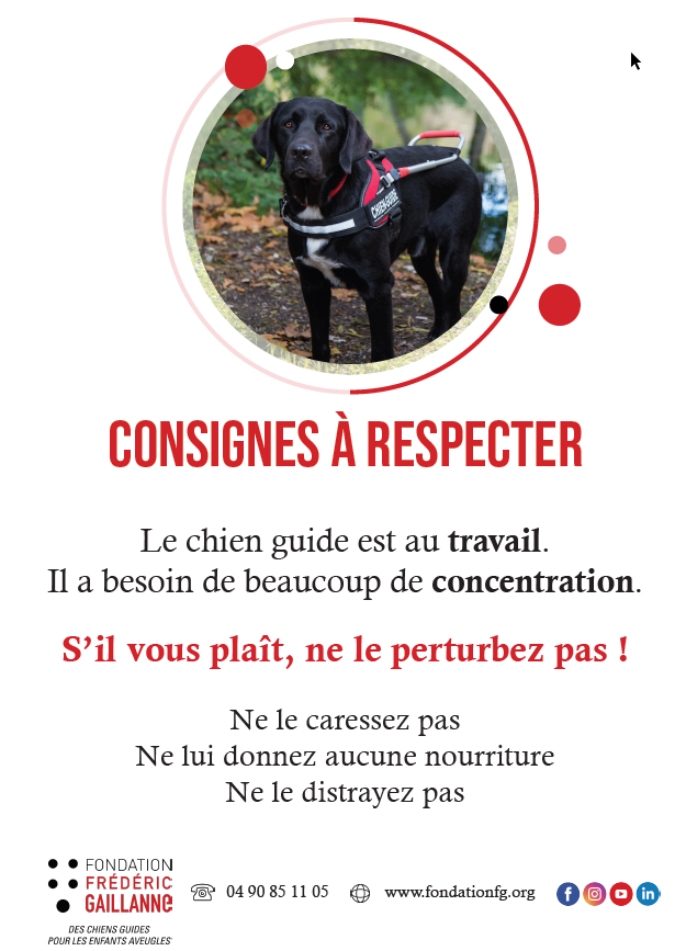 Un chien guide pour enfants aveugles arrive au collège après les congés ...